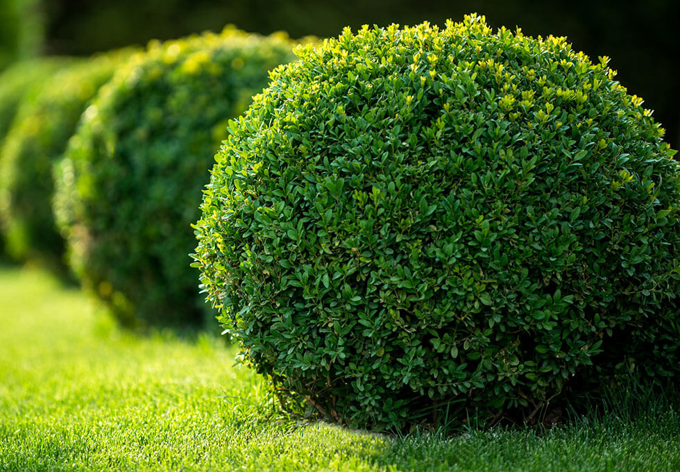 New Fencing – Absolute Material